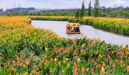 Huayang Lake Wetland Park_Dongguan Today