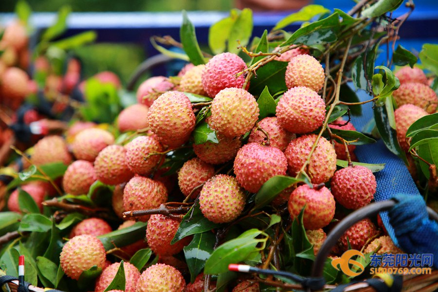 Where to pick lychee in Dongguan_Dongguan Today