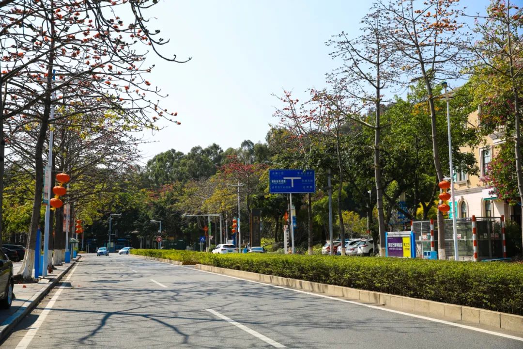 Colourful flowers in bloom, welcoming spring in Dongguan_Dongguan Today