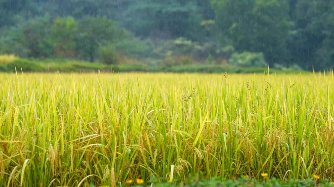 Embrace Dongguan's golden rice waves_Dongguan Today