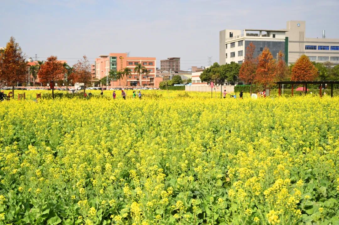 A springtime tour of flower seas in Dongguan_Dongguan Today