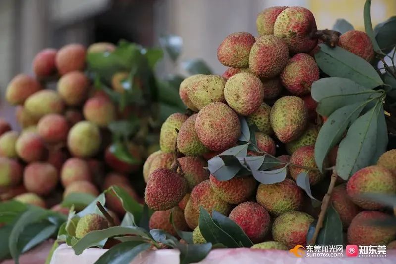 Lychee season starts in Dongguan with a sweet surprise_Dongguan Today
