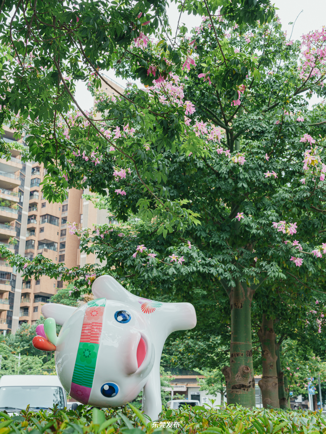 Meet Dongguan's cutest stars_Dongguan Today